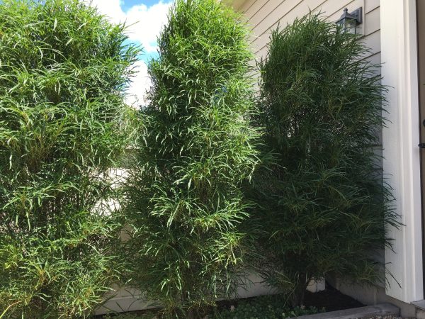 Buckthorn, Fine Line Fern Leaf #3 - Greenline Inc.