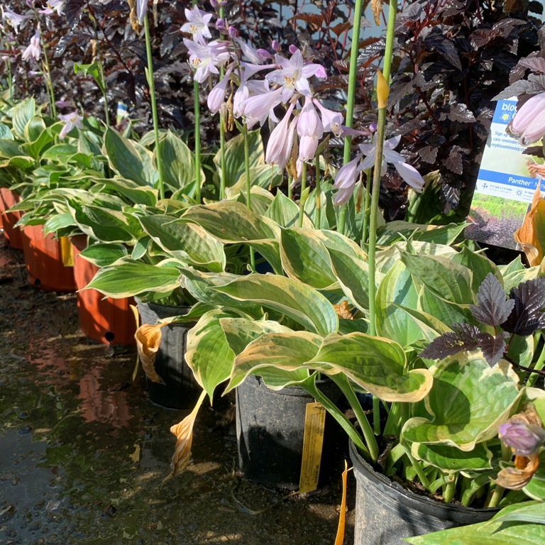 Hosta, Independence - Greenline Inc.