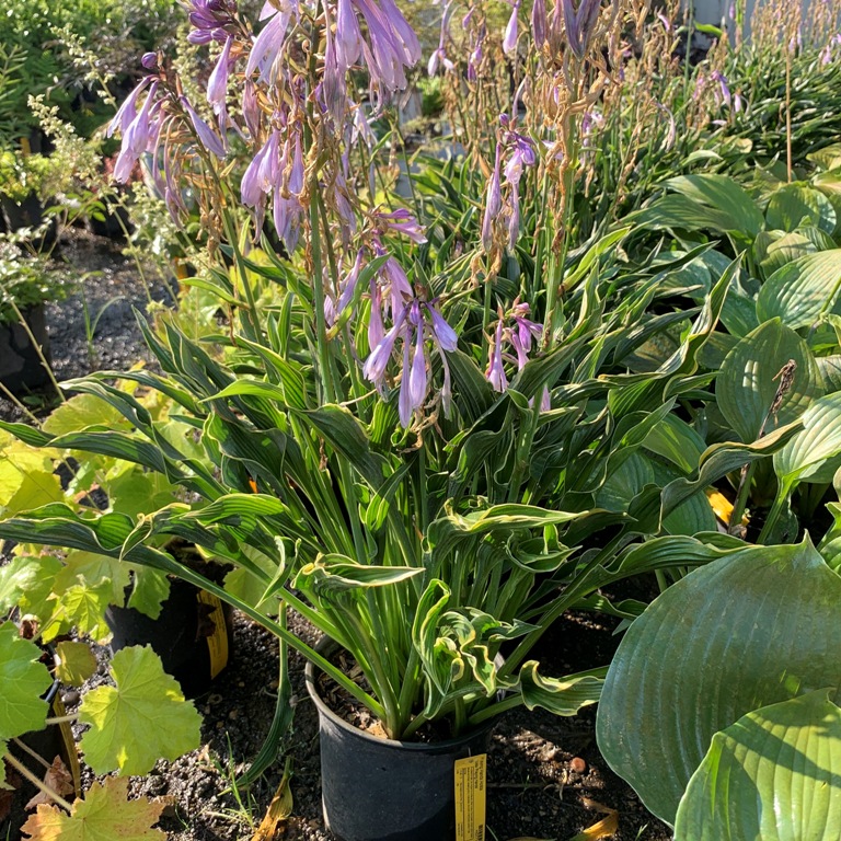 Hosta, Praying Hands - Greenline Inc.
