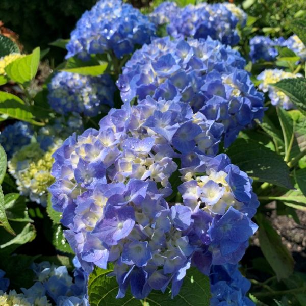 Hydrangea, Endless Summer 3 gal - Greenline Inc.