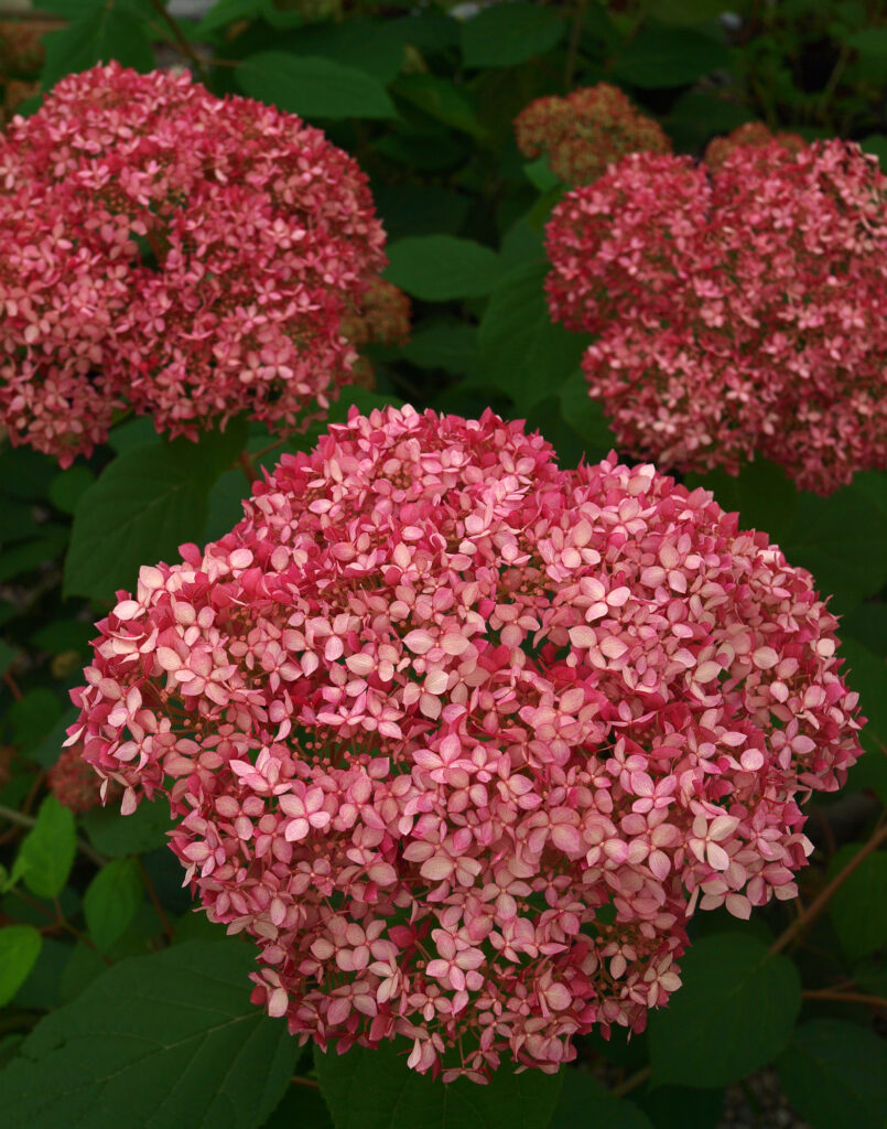 Hydrangea, Invincibelle Spirit - Greenline Inc.