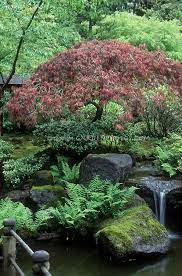 Maple, Japanese Waterfall #7 - Greenline Inc.
