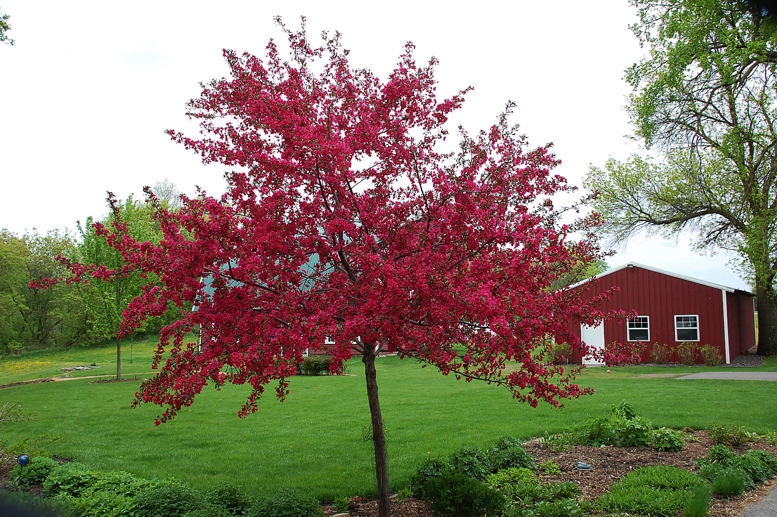 Crabapple, Prairiefire 2" Caliper - Greenline Inc.