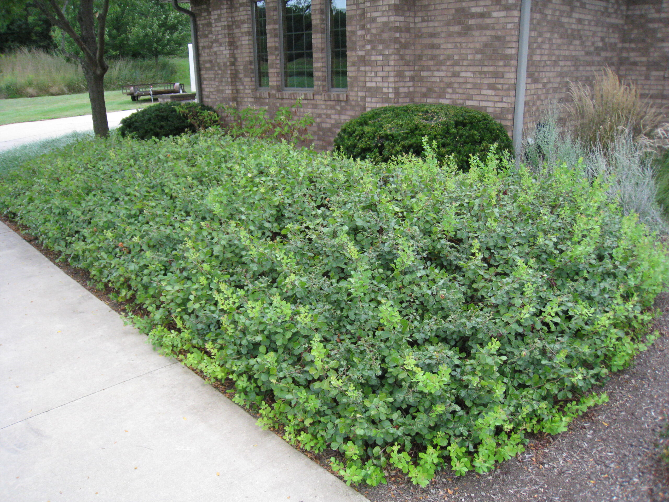 Sumac, Gro Low - Greenline Inc.